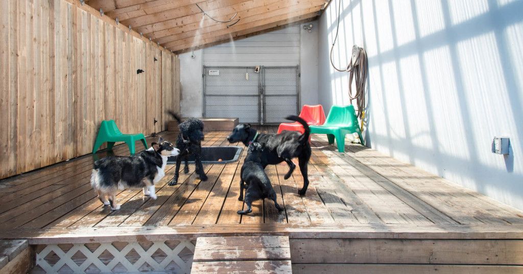 Dog Boarding Checklist: A Complete Health & Preparation Guide | JPR