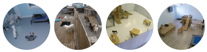 #1 Luxury Pet Hotel, Boarding & Daycare ️ Jet Pet Resort