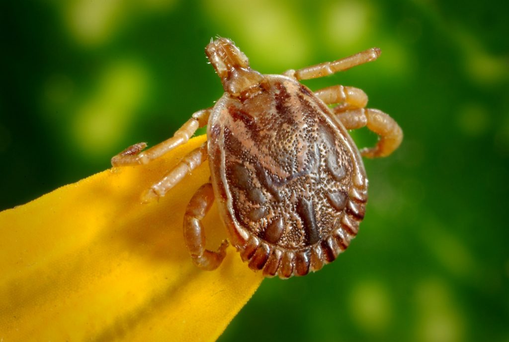 Tick Season for Dogs 🦴 Prevent dog ticks | Jet Pet Resort