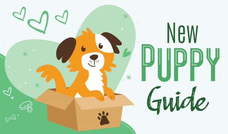 Complete Guide to Bringing Home a New Puppy (With Checklists) 🥇 Jet Pet ...