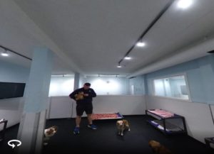 Dog Boarding and Daycare North Vancouver 🥇 Jet Pet Resort